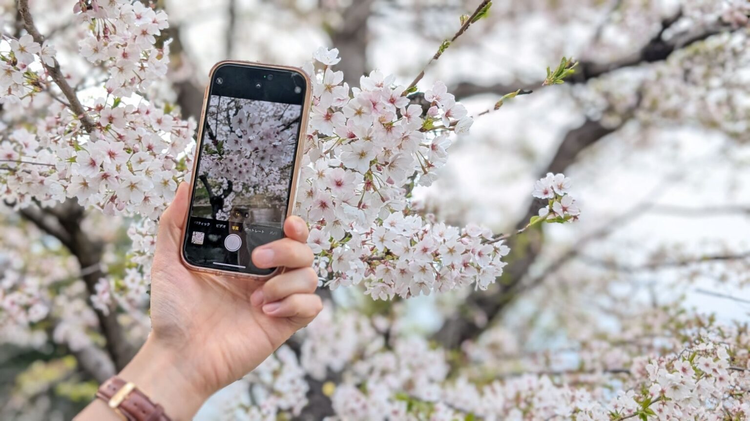 スマホで写真を送りたい！LINE、メール、iPhone・Android別に解説 | ハルノヒ − 私のままで、軽やかに暮らす。